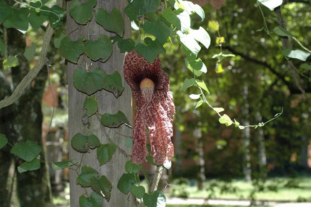 Flora 1000 Flores: Papo de peru,jarra açu, papo de peru babada ...